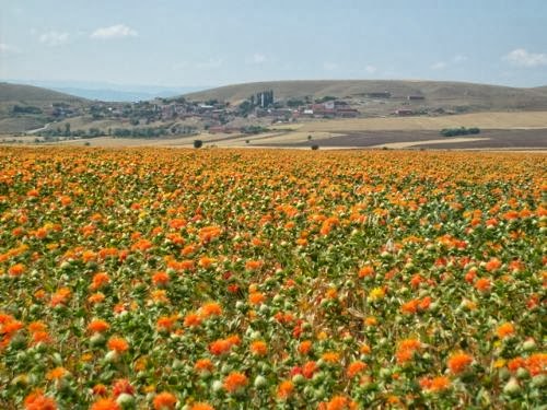 aspir yagı | aspir yagı faydaları | Kayseri aspir yagı satıs ofisi ...