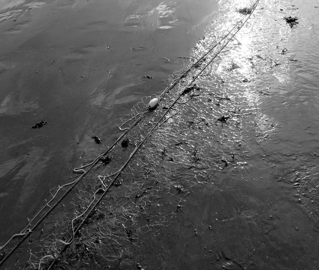 Homemade Fishing Lure Blog: Gill Netting Sea Bass