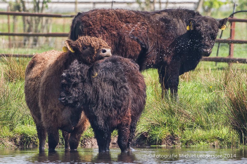 Belevingsfotografie: Galloway-runderen in natuurgebied Naardermeer