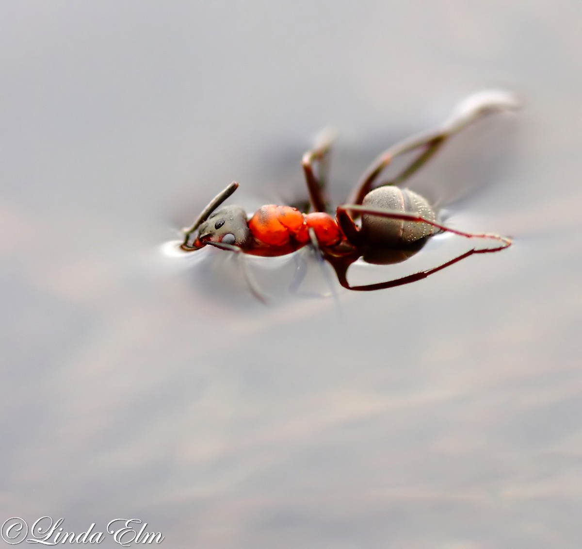 Fotograf LindaElm: Badande myror - Swimming ants
