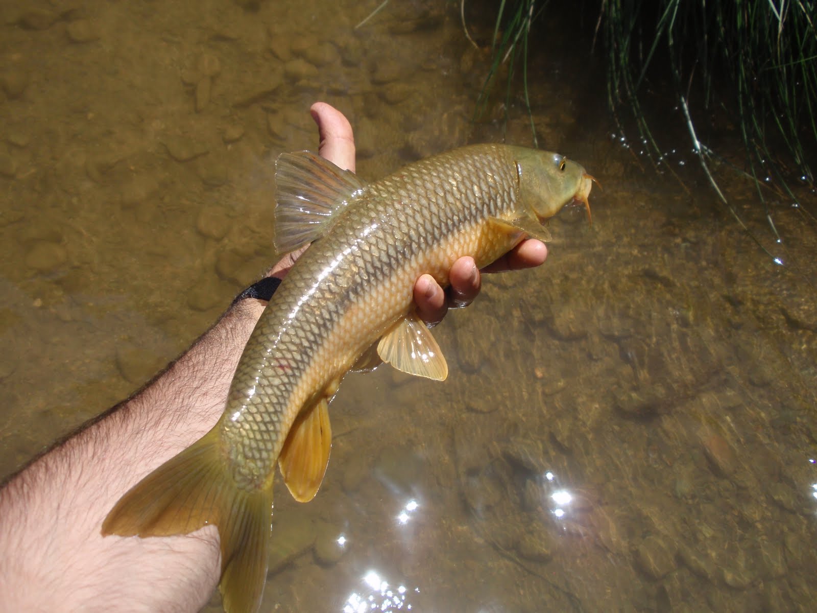 nosolomosca: Barbos Extremeños 2: El poder del barbo gitano
