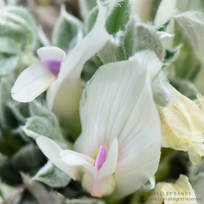Prairie Wildflowers: Cushion Milk-vetch: Creamy white prairie flowers