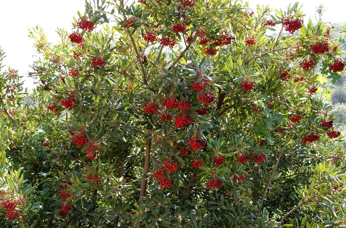A photo, A thought............: Place: Visit to Chino Hills State Park.....