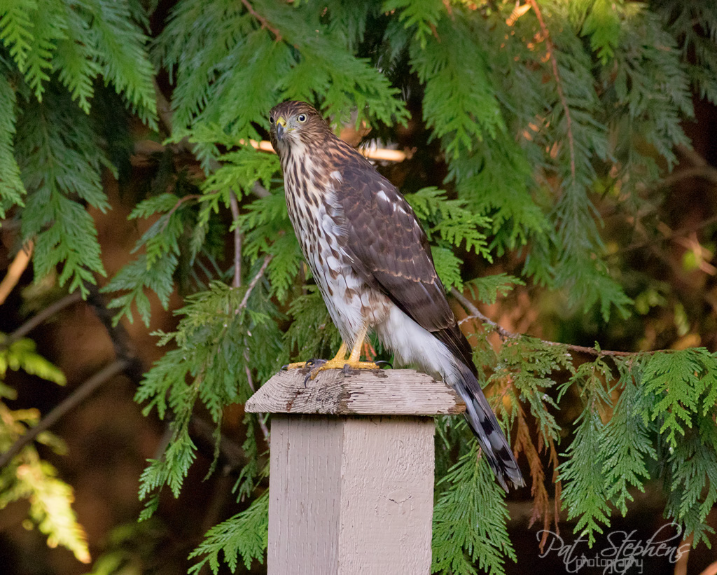 Hawk Identification Tips from every angle (Sharpie vs Cooper and Red ...