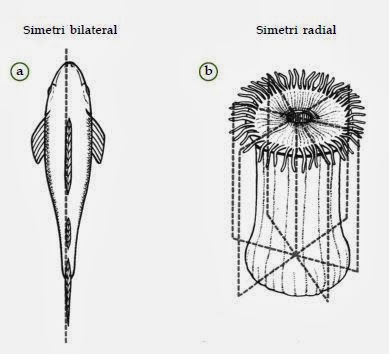 Klasifikasi Kingdom Animalia | Biologi Indonesia