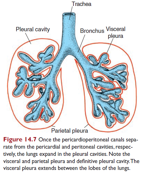 Embriologi Sistem Respirasi