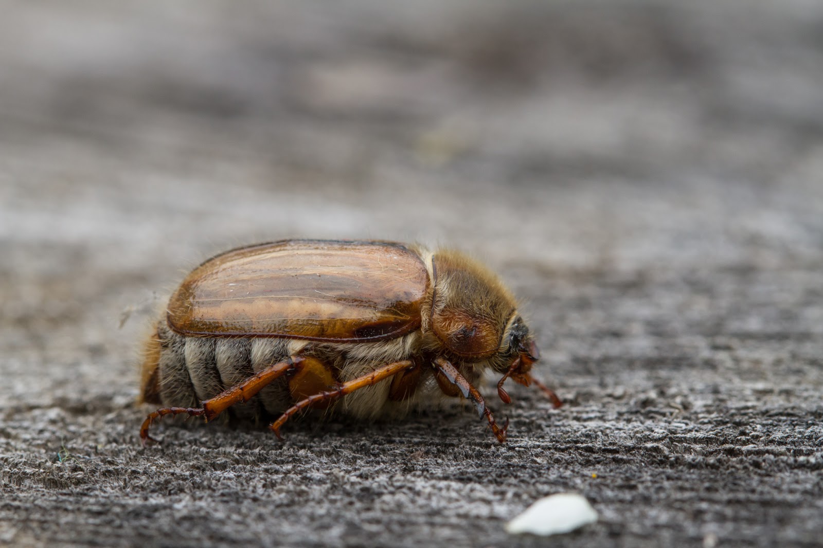 Beetle Boy's BioBlog: Fun With Chafers!