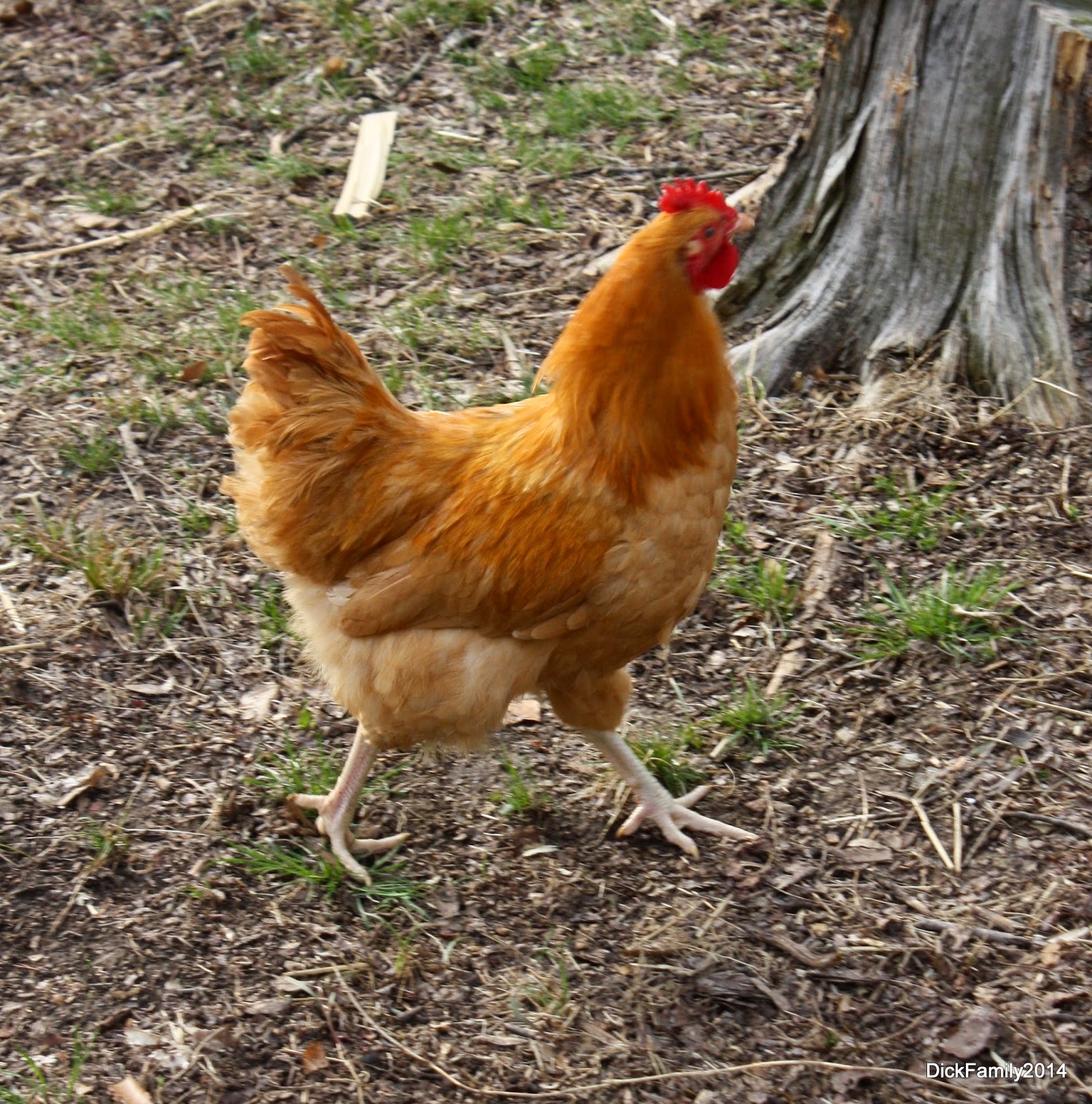 Country Charm Why Different Chicken Breeds 