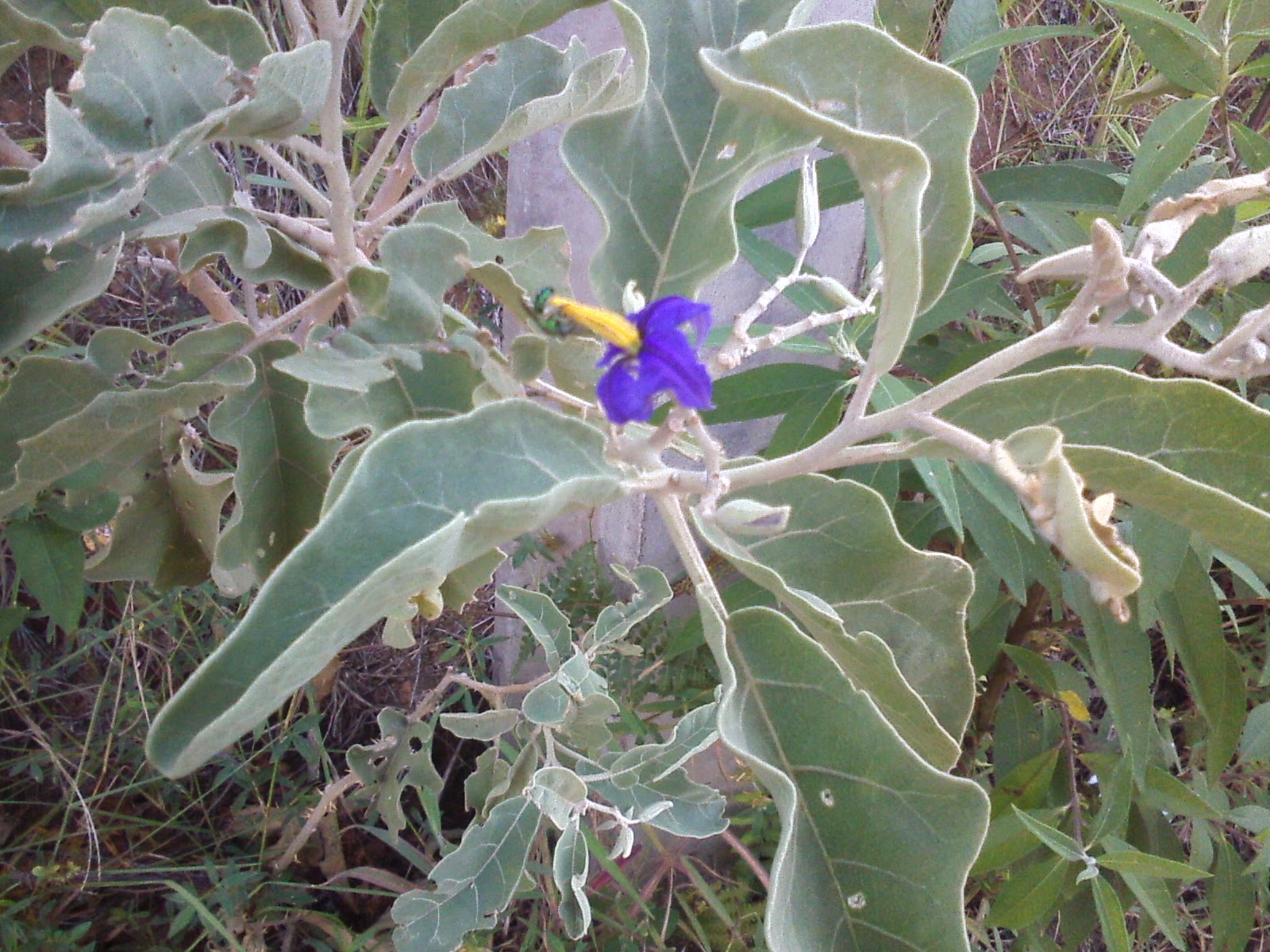 Tradições Populares das Vertentes: Tradições sobre o lobo