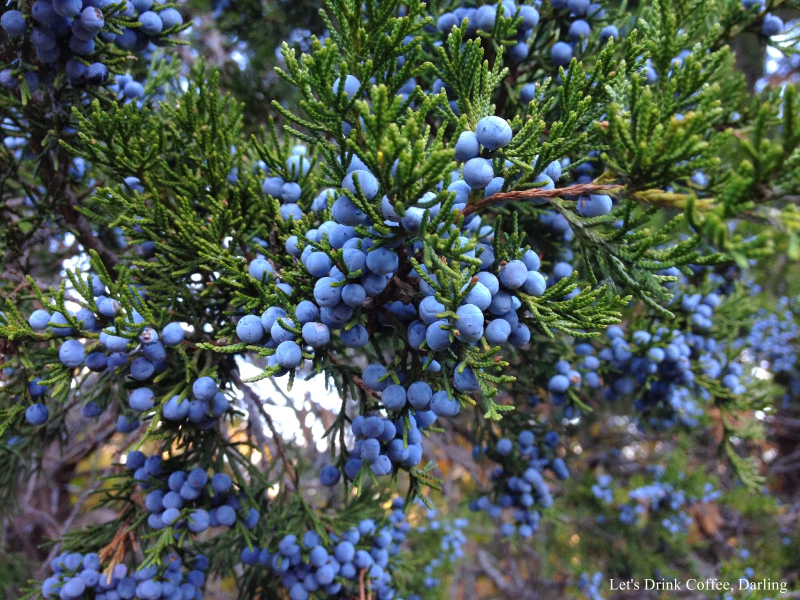 Let's Drink Coffee, Darling: Red Rock Canyon State Park (Oklahoma)