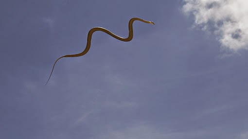 Serpiente voladora (Chrysopelea)