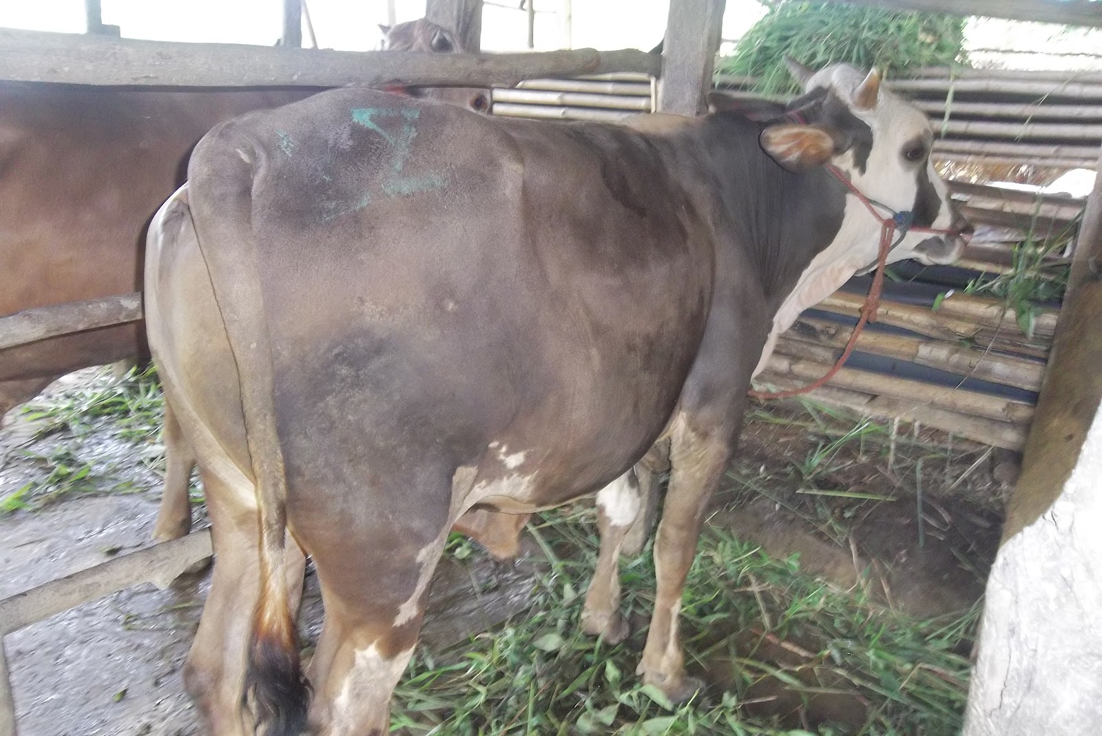 SAPI QURBAN 2015 TIMBANG HIDUP SEHAT & MURAH DI : SAPI QURBAN TIMBANG ...