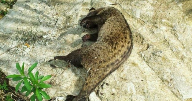 Cara Menangkap Garangan - INDOHUNTER