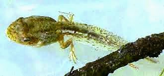 Erfin"s Blog: BIOLOGI: Metamorfosis KATAK
