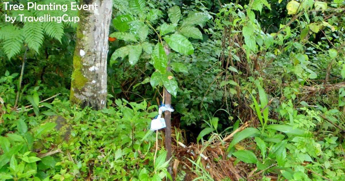 Mt. Banahaw | A Tree Planting Event