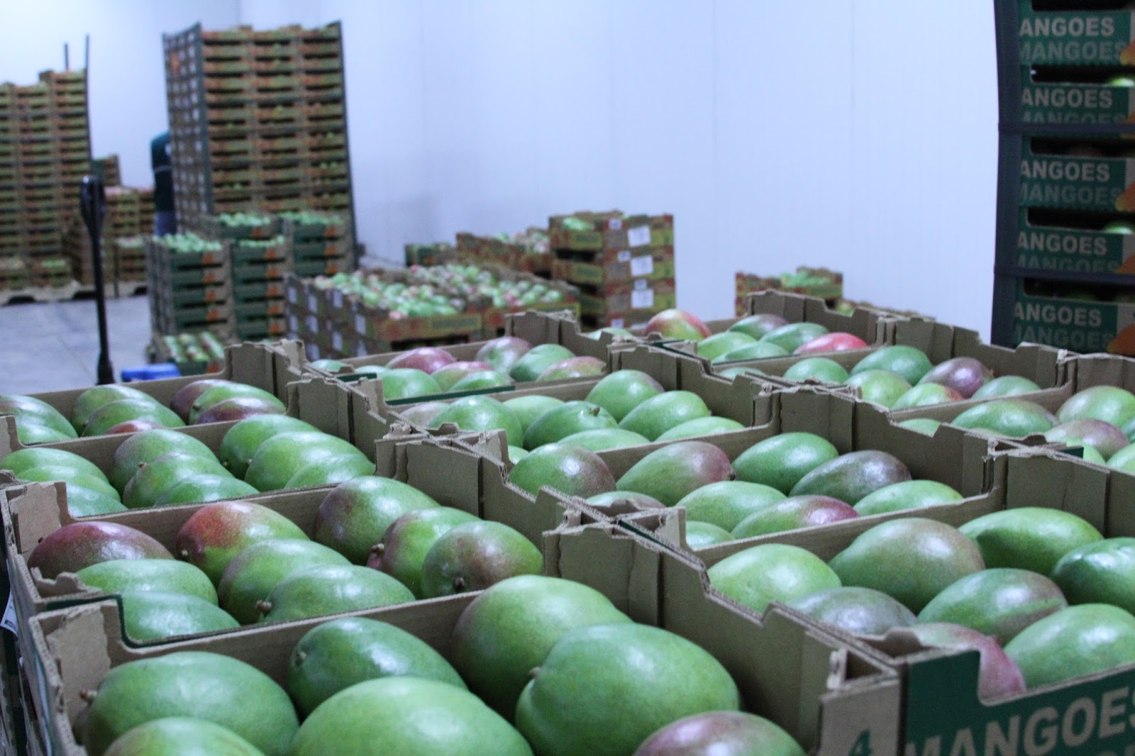 INFORMACIONES AGRONOMICAS: SENASA: Exportaciones de mangos crecieron en ...