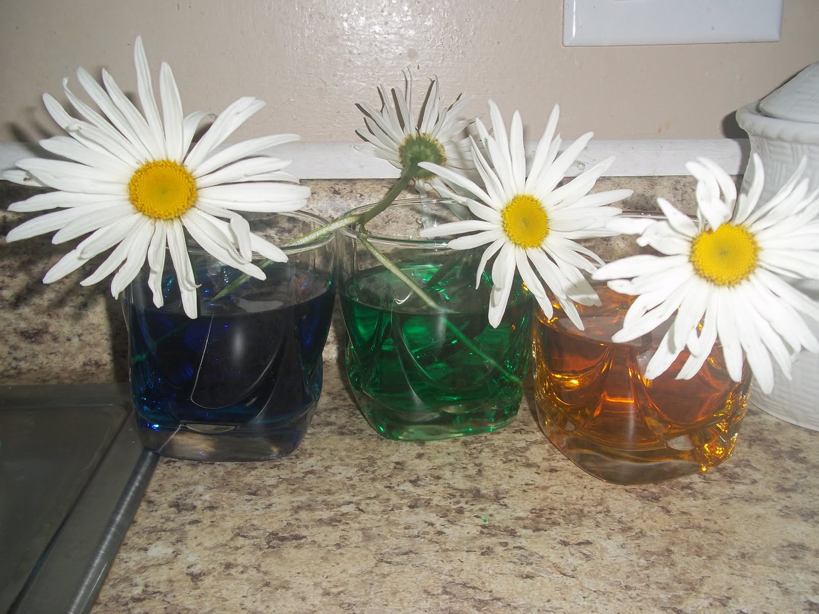 You'll Thank Me One Day: Daisy Science Experiment