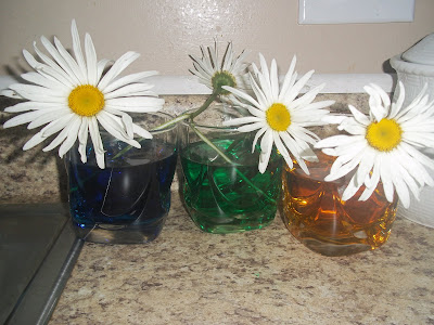 You'll Thank Me One Day: Daisy Science Experiment