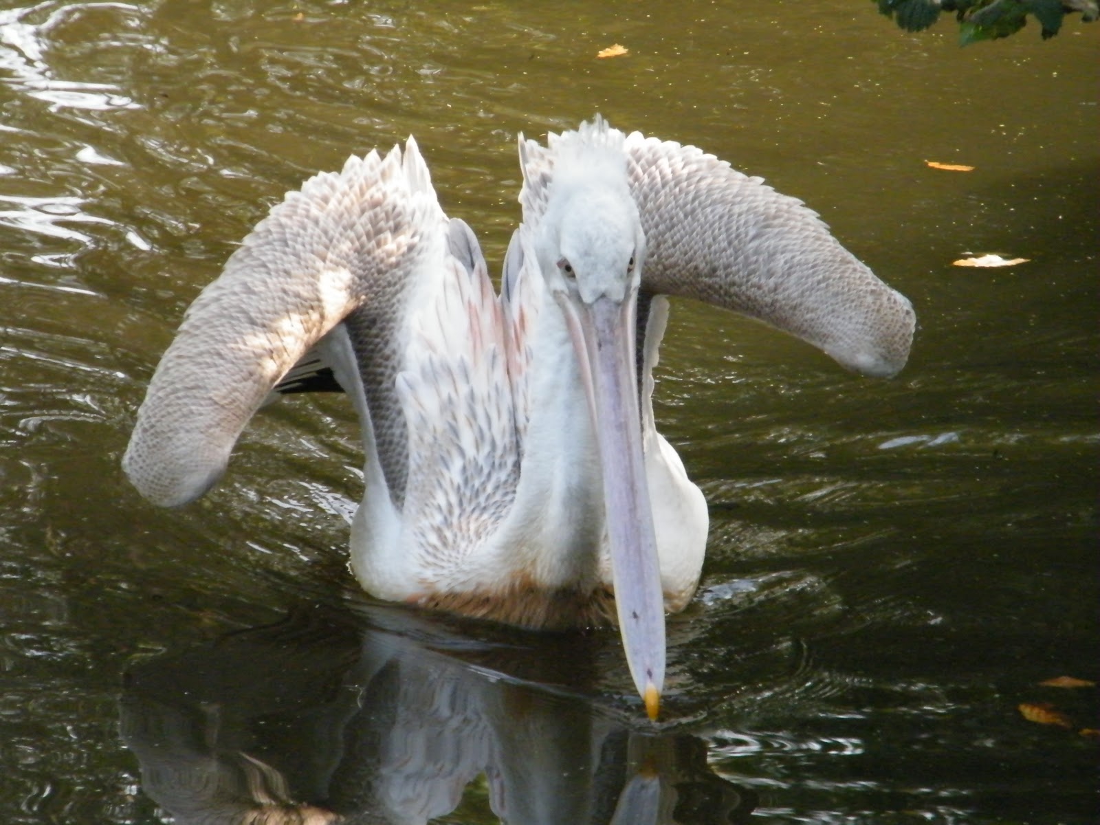 Mostly pictures: 23 random zoo pictures!