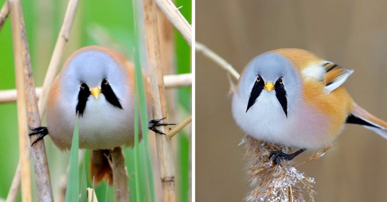 Meet The Bearded Reedling, The Adorable Round Bird That Looks Straight ...