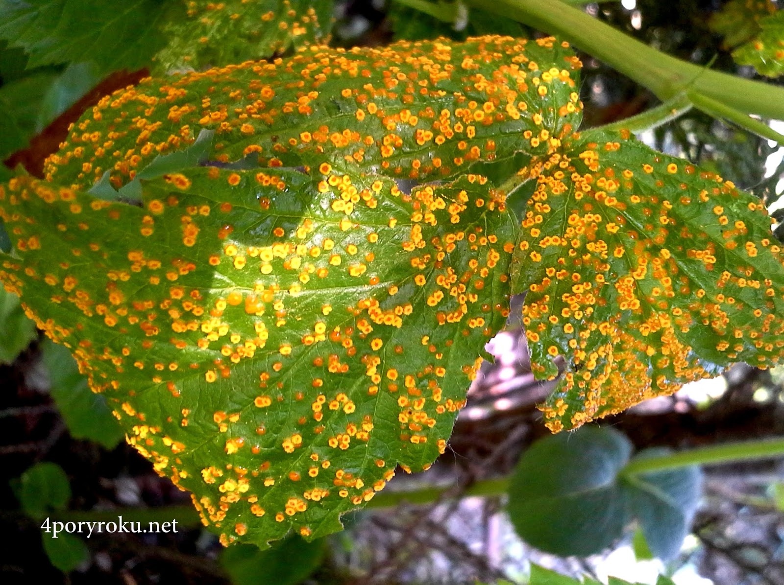 4 PORY ROKU : Żółte, pomarańczowe kropki na liściach malin