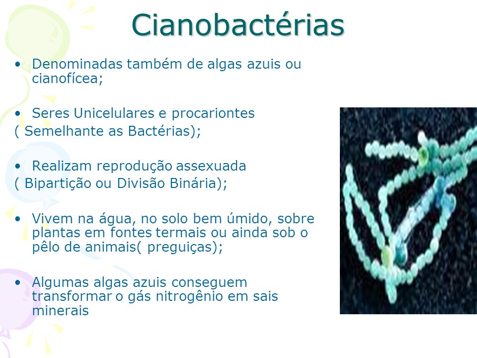 Cianobactérias | Biologia: A ciência da vida