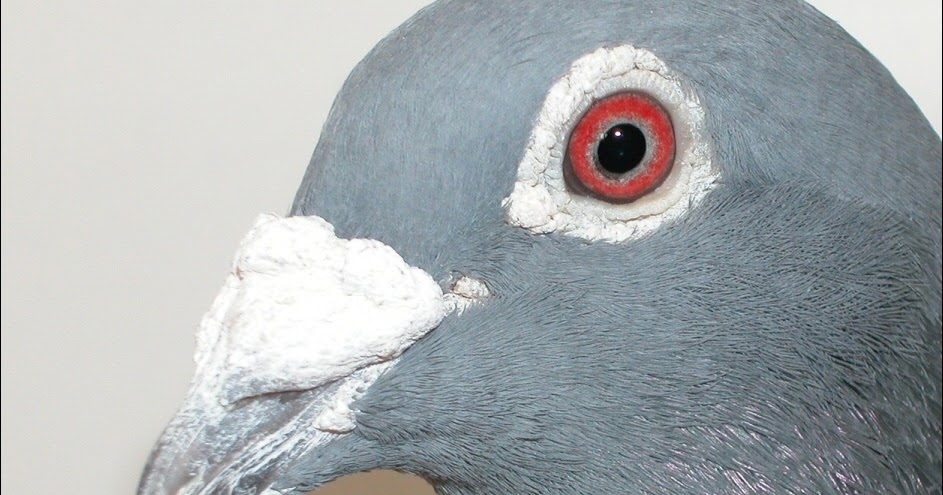 Pigeon Fever: Deel 3 online