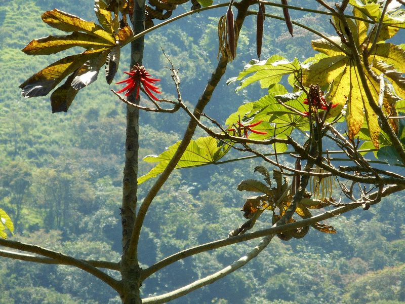 El cuexcomate: Hidalgo