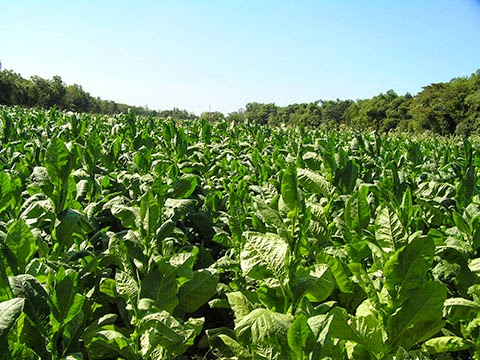 Cengkeh Kering | Biji Kopi | Tembakau | TIRTA UTAMA AGROBIS