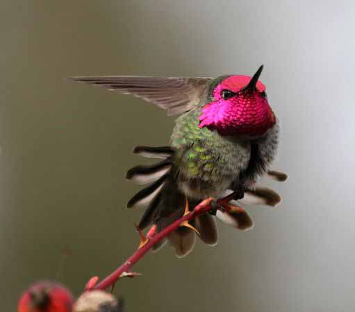 Indahnya Foto Burung Kolibri Berwarna | GambarBinatang.Com
