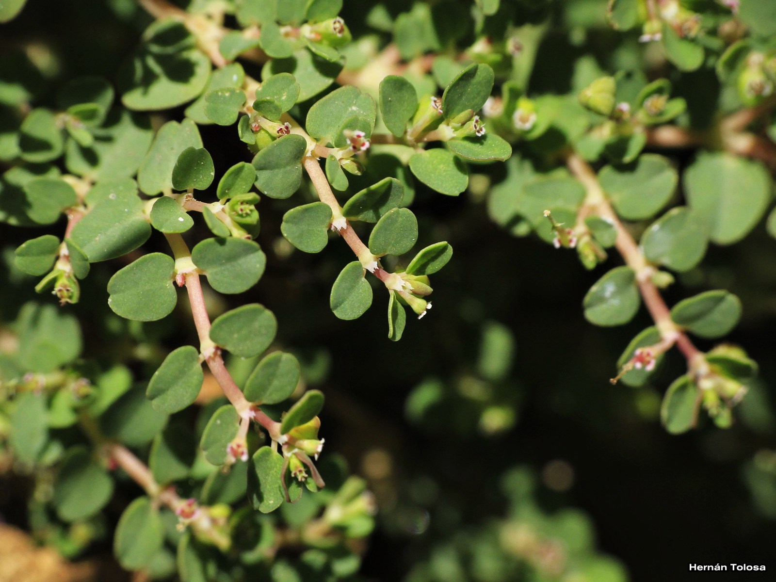 Flora Bonaerense: Yerba meona (Euphorbia serpens)