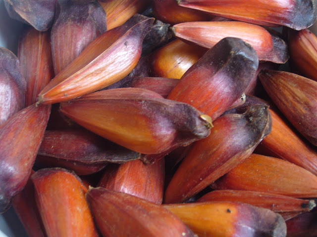 Liberte Sua Mente: Pinhão, excelente alimento para prevenir câncer e ...