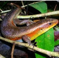 Anim Agro Technology: KADAL - KENALI DIA