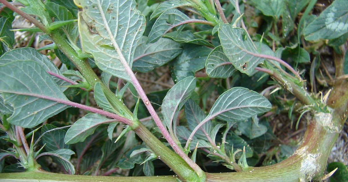 Terbaru 34+ Bayam Berduri