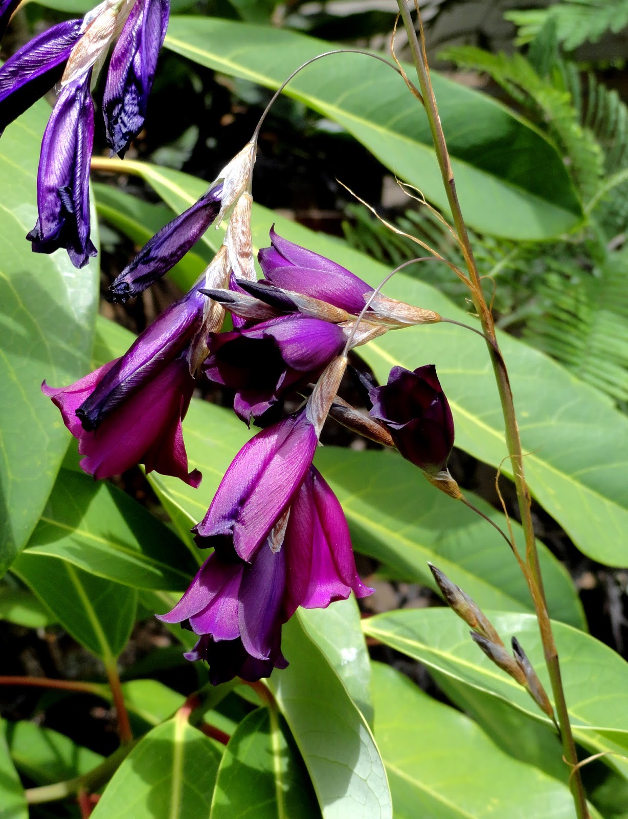 danger garden: It’s the last Friday of the month and that means ...