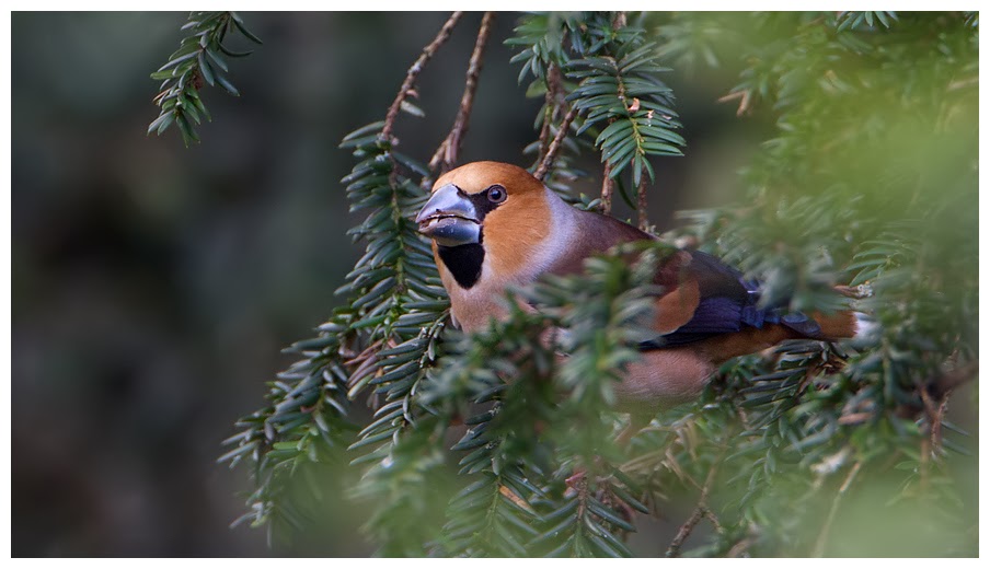 Pete's Birding Blog: A Sprawk, Kestrel and Hawfinch Hunting