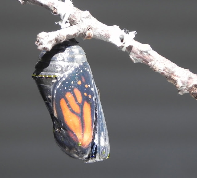 TYWKIWDBI ("Tai-Wiki-Widbee"): A Monarch ecloses