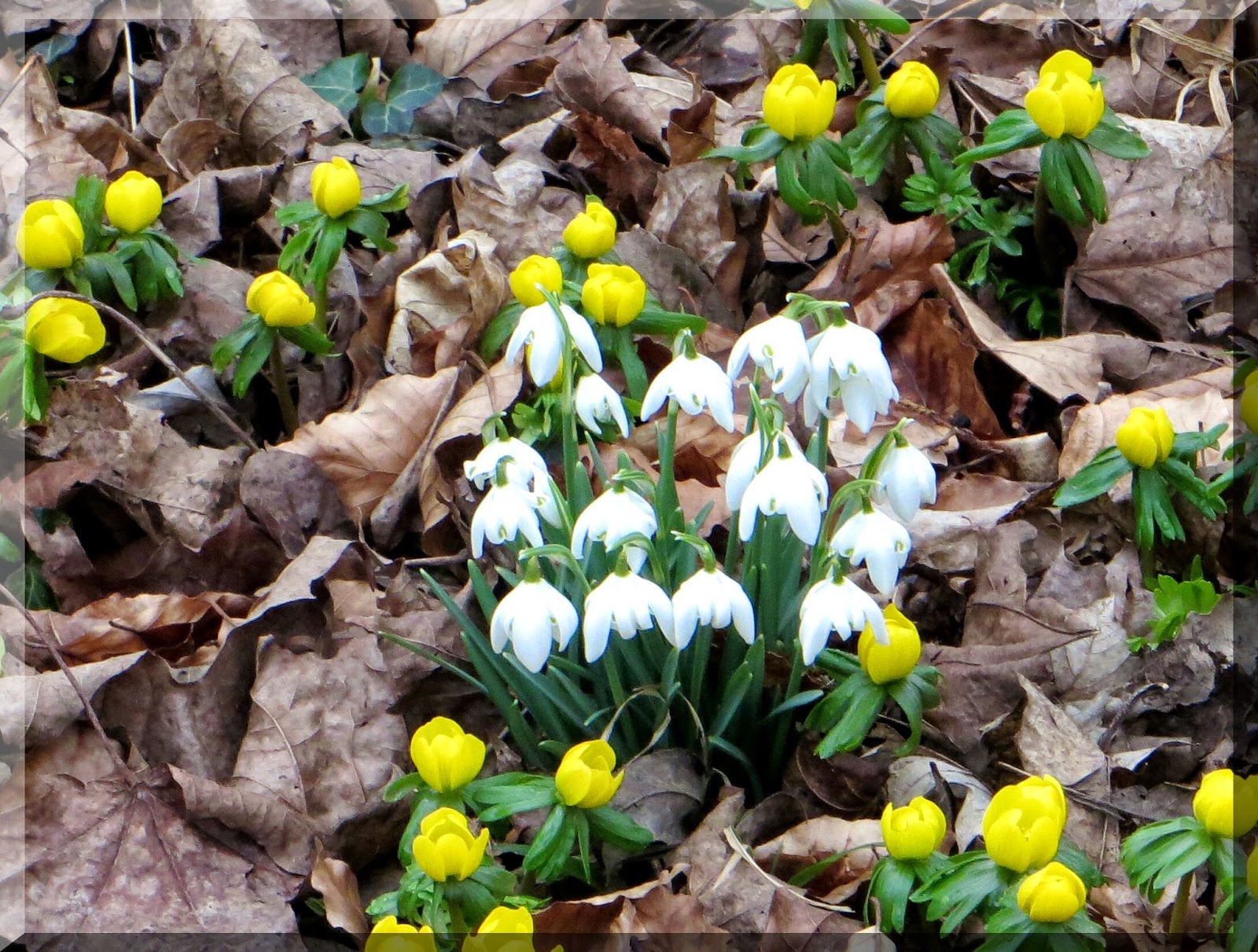 Tierisches: Winterlinge