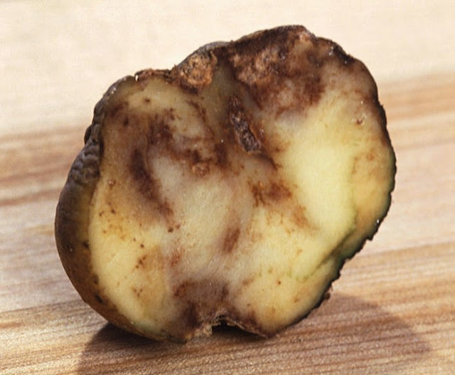 ORGANIC AND CULTURAL CONTROL OF POTATO BLIGHT |The Garden of Eaden