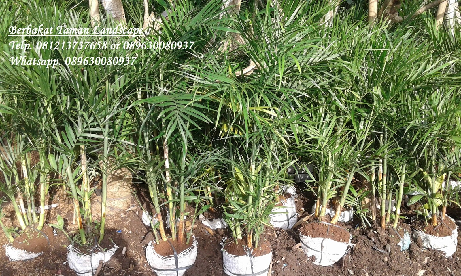 Jual Pohon Palem Komodoria | Commodore Palm | Pohon Palem Komodoria ...