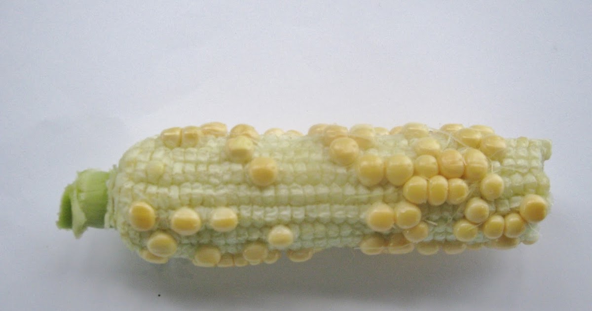 Garden Guy Hawaii: Growing Corn in the Tropics