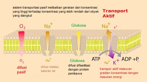 Struktur Dan Fungsi Membran Sel Siap Ujian