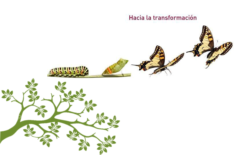 MaRiPoSaS: Cuatro etapas de una mariposa