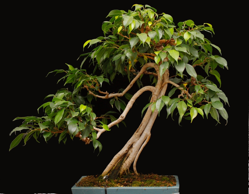 Janin bonsait: Vanha pöljä fiikus