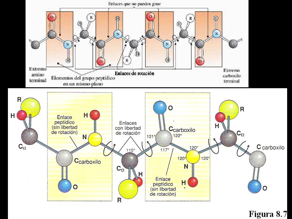 ...y la vida evolucionó: ENLACE PEPTÍDICO-4/12