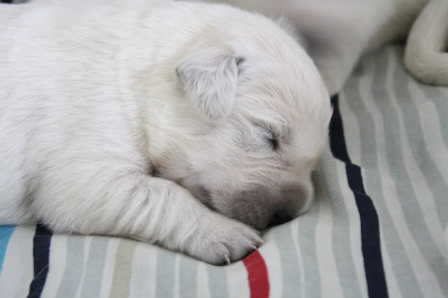 Svea´s valpar: 9 valpar som är 9 dygn