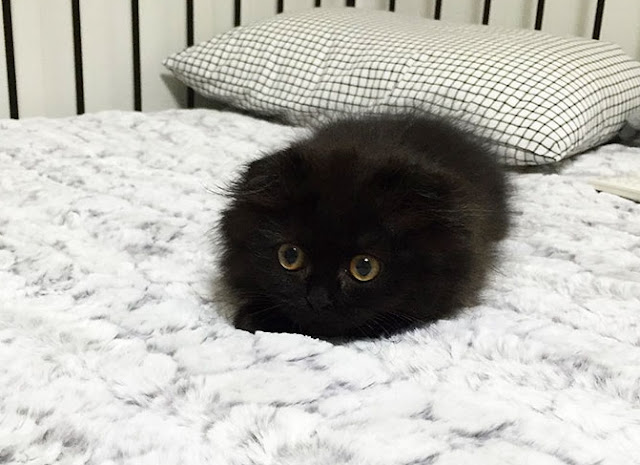 White Wolf : Meet Gimo, The Cat With The Biggest Eyes Ever