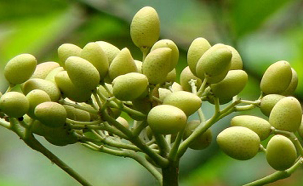 Kreasi Usaha: Azadirachta indica A. Juss (Mimba) sebagai Bahan ...