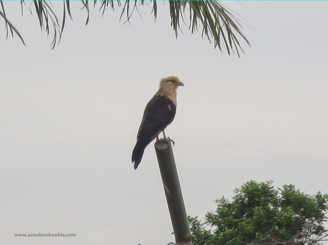 Aves de Colombia: PIGUA