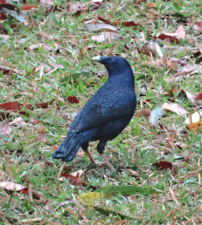 sunshinecoastbirds: Multiple Rufous Scrub-bird sightings and other ...